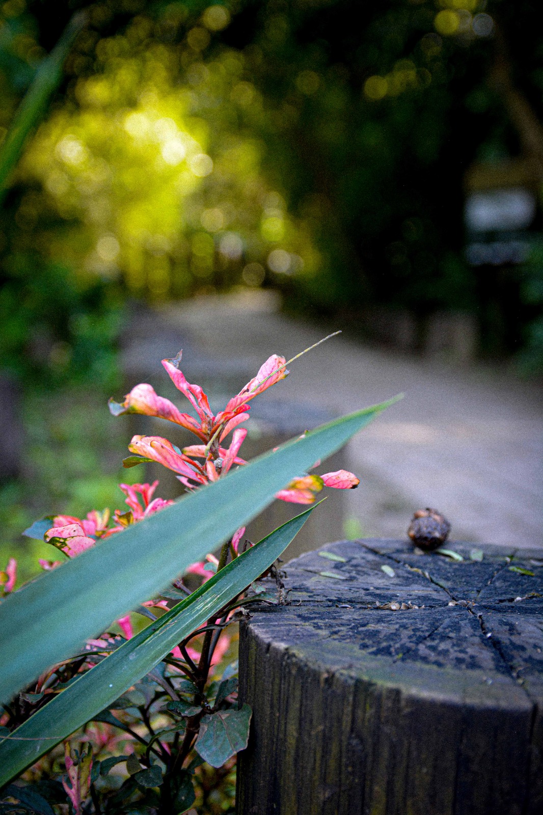 La Reserva Experimental de Horco Molle, un parque natural para visitar ...