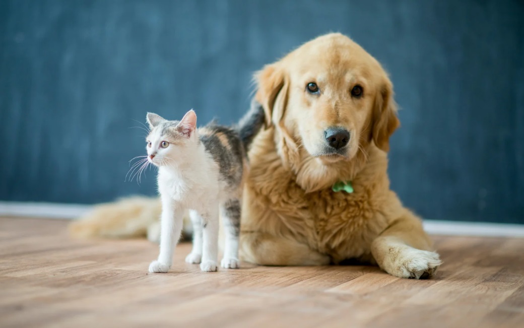 Día del Animal en la UNT con vacunación gratuita y acciones de ...